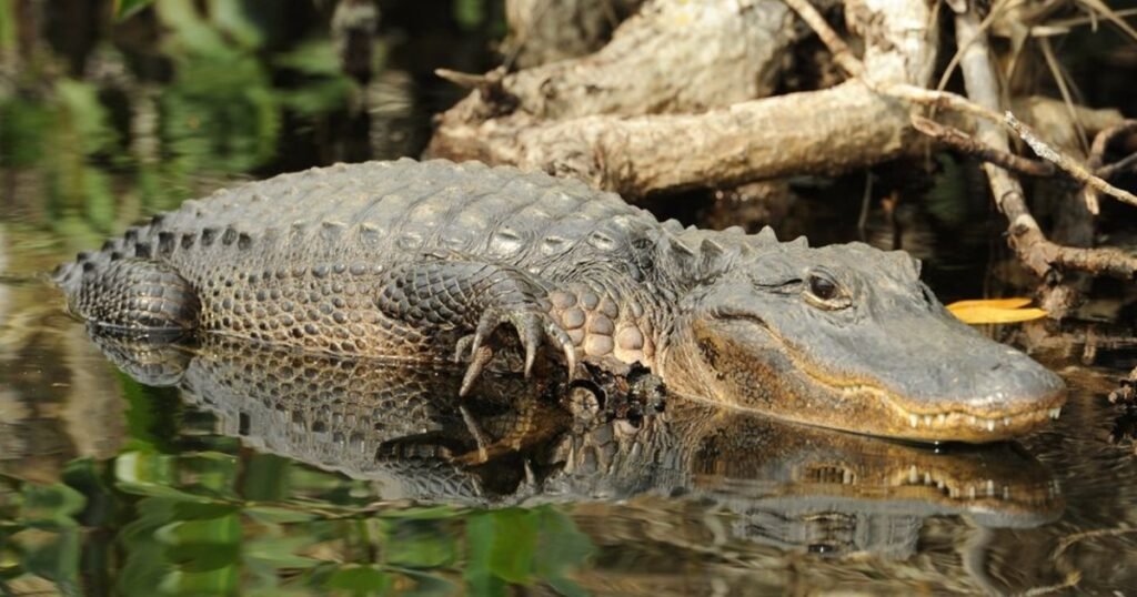 Top 18 Animals With Sharp Claws (With Images) (2026)