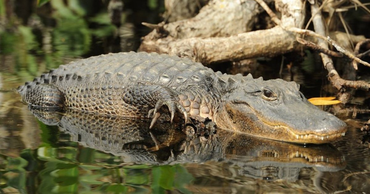 Top 18 Animals With Sharp Claws (With Images) (2026)