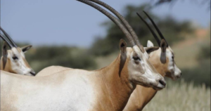 Top 7 Deaf Animals and Their Amazing Adaptations in 2026
