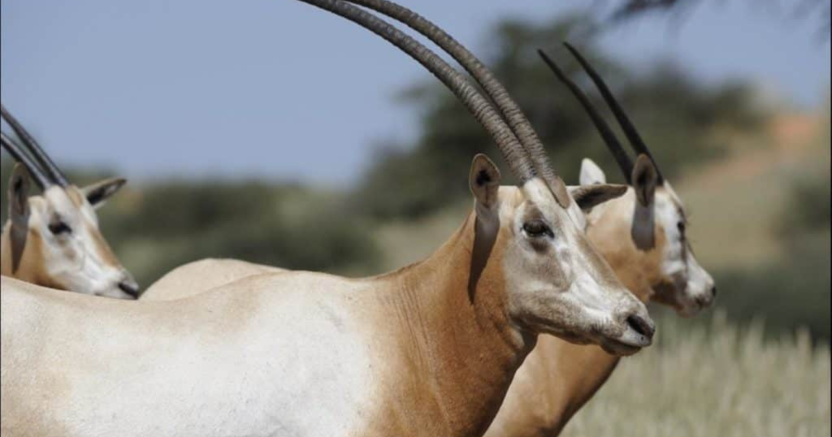 Top 7 Deaf Animals and Their Amazing Adaptations in 2026