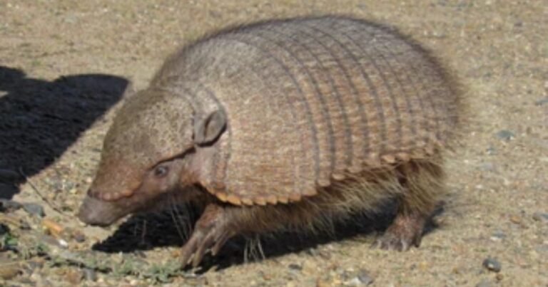 Top 18 Animals With Sharp Claws (With Images) (2026)