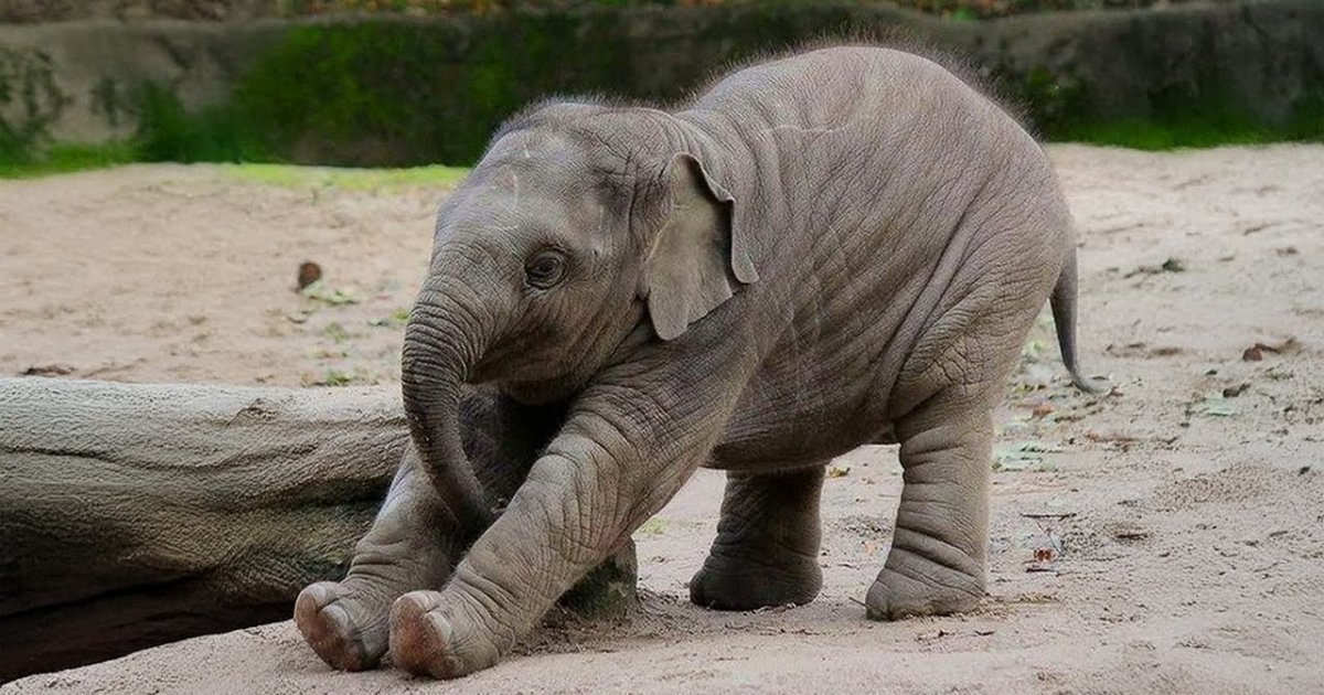 Top 17 Clumsy Animals in The World (With Pictures) 2026