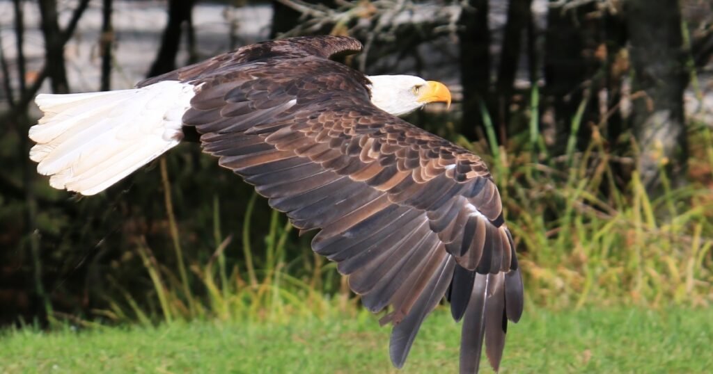 Top 18 Animals With Sharp Claws (With Images) (2026)