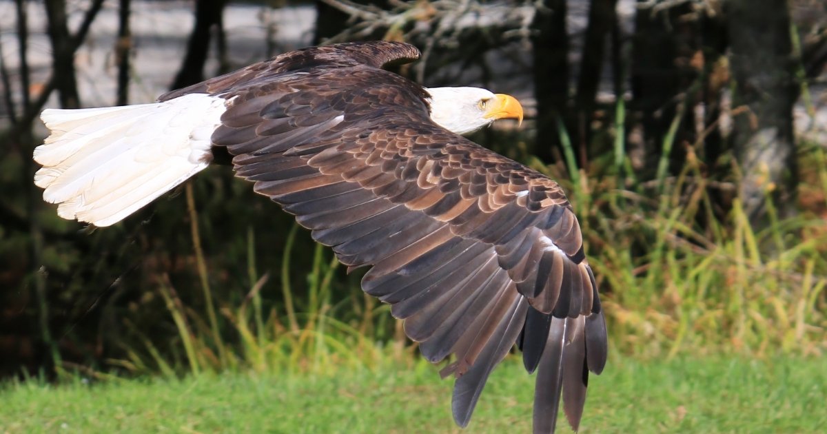 Top 18 Animals With Sharp Claws (With Images) (2026)