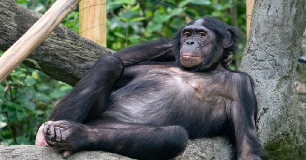 Top 10 Animals Without Tails (With Photos) (2026)