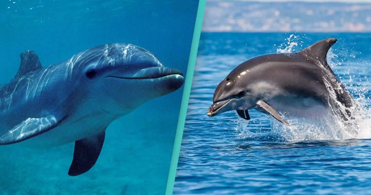 Top 20 Flippers Animals (With Pictures) [2026]
