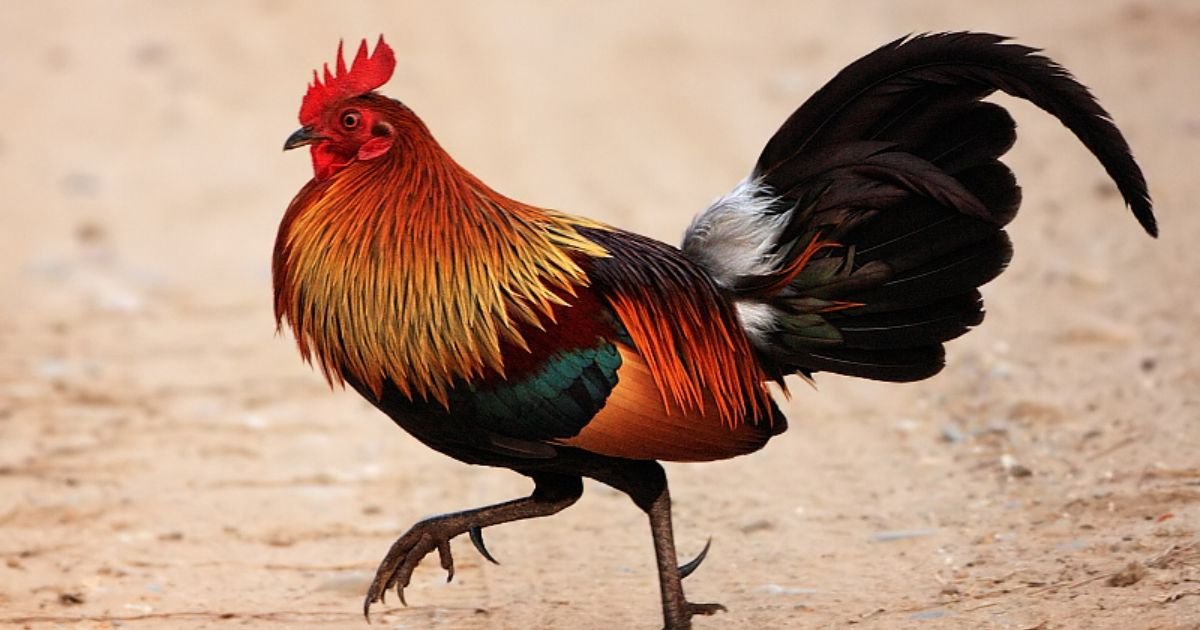 15 Weakest Animals on Earth You Won’t Believe Exist 2026