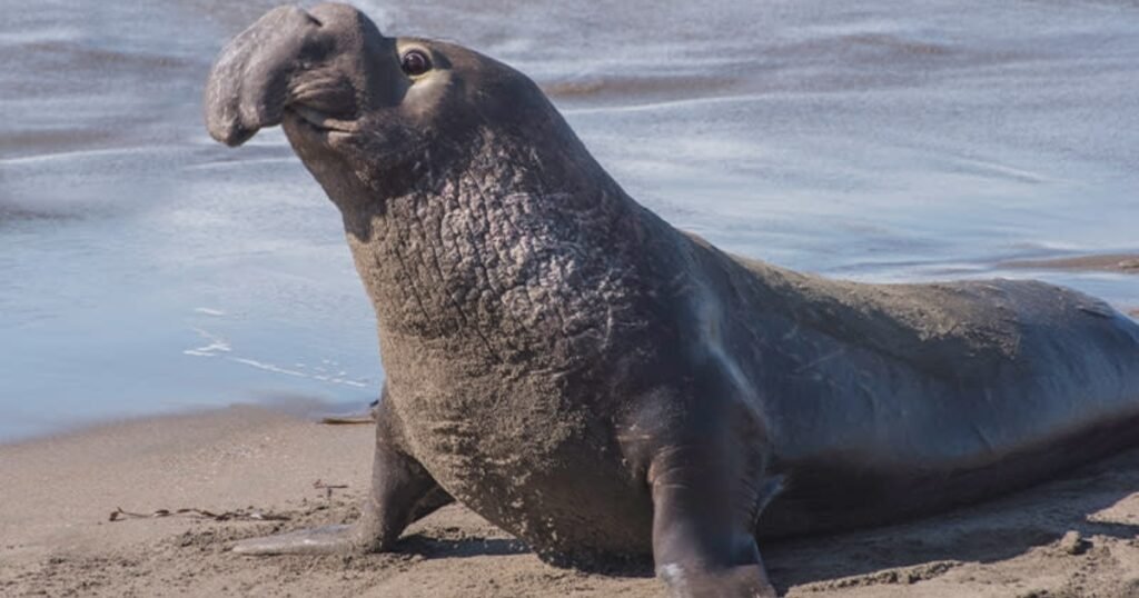 Top 20 Flippers Animals (With Pictures) [2026]