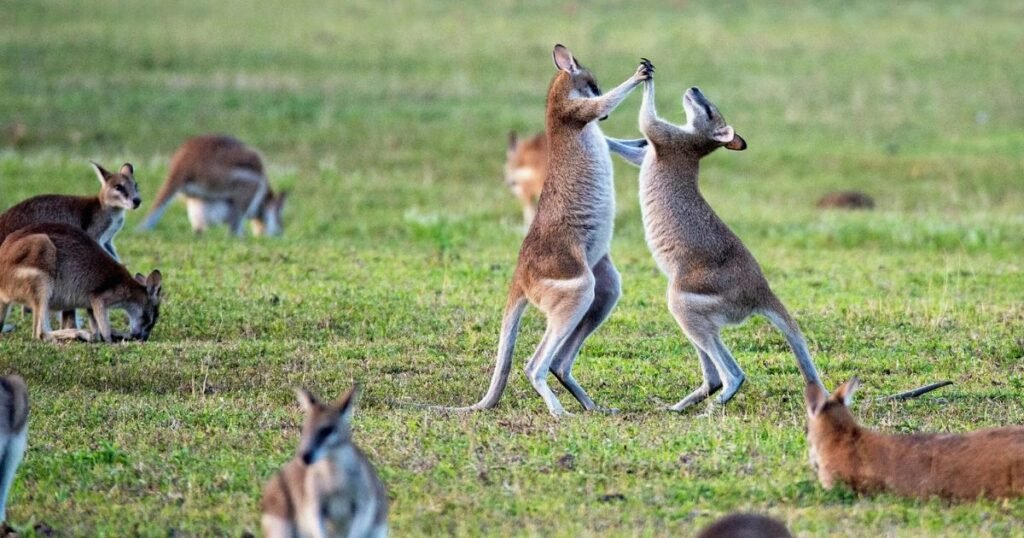 How Smart Are Kangaroos? Amazing Facts You Didn’t Know