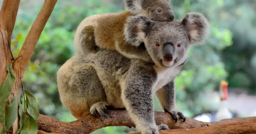 Top 17 Clumsy Animals in The World (With Pictures) 2026