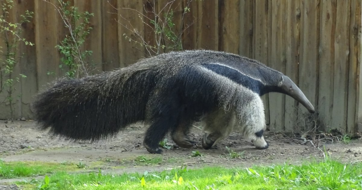 Top 18 Animals With Sharp Claws (With Images) (2026)