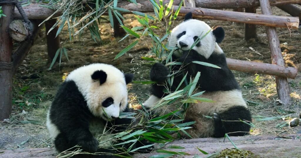 Top 17 Clumsy Animals in The World (With Pictures) 2026