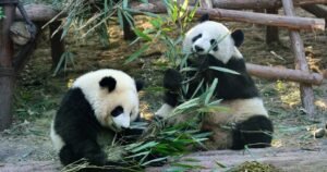 Top 17 Clumsy Animals in The World (With Pictures) 2026