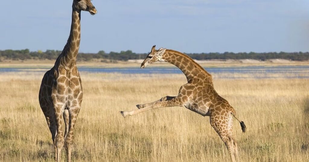 Top 17 Clumsy Animals in The World (With Pictures) 2026