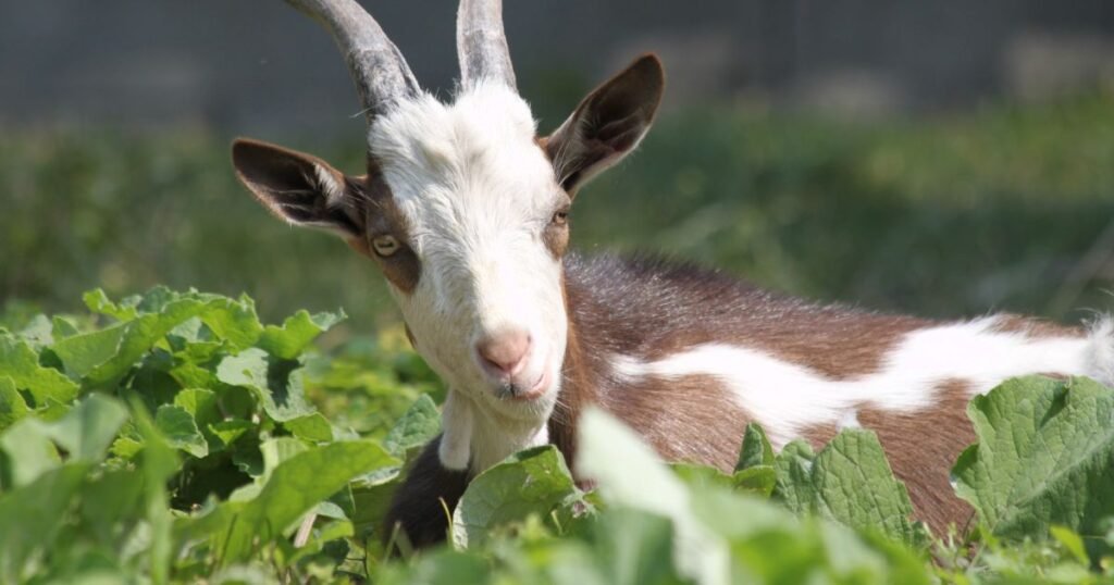 15 Weakest Animals on Earth You Won’t Believe Exist 2026