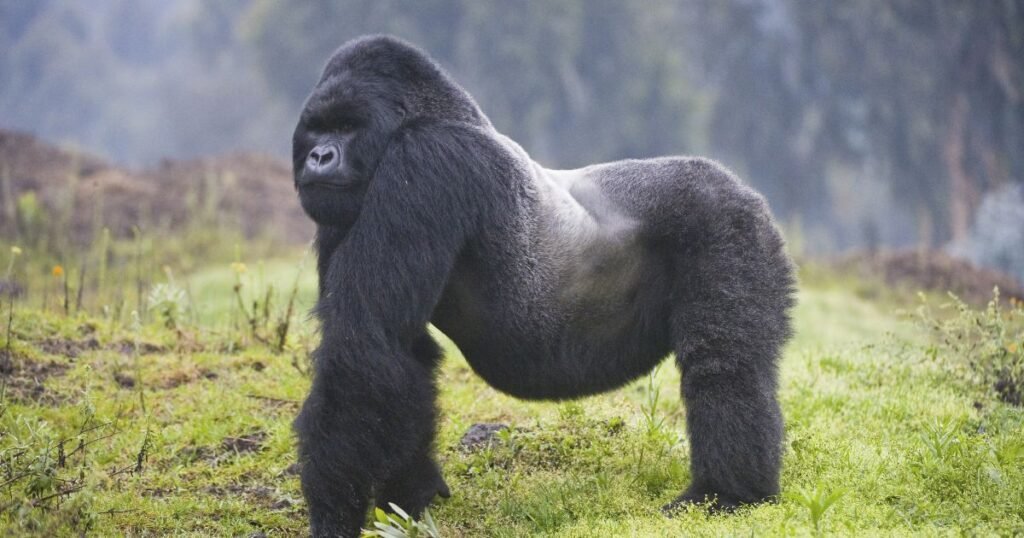 Top 10 Animals Without Tails (With Photos) (2026)
