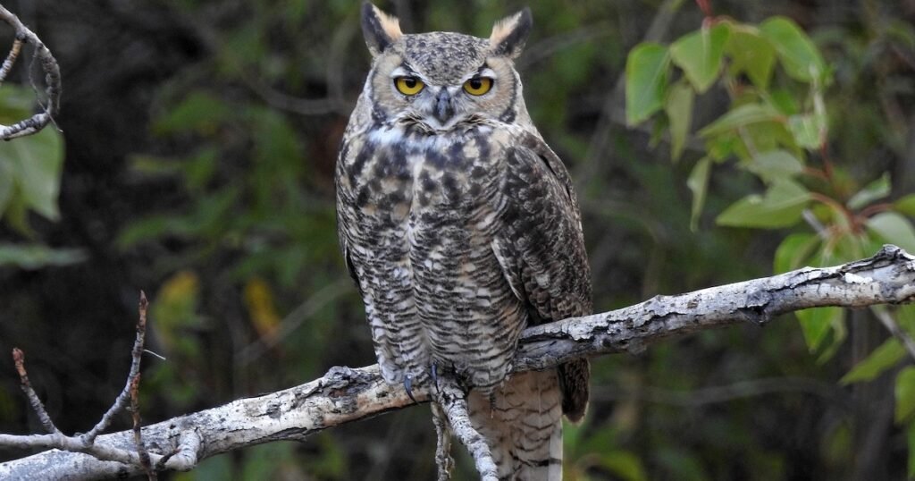 Top 18 Animals With Sharp Claws (With Images) (2026)