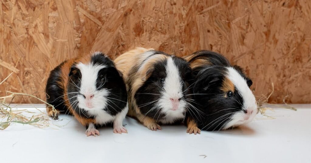 Top 10 Animals Without Tails (With Photos) (2026)