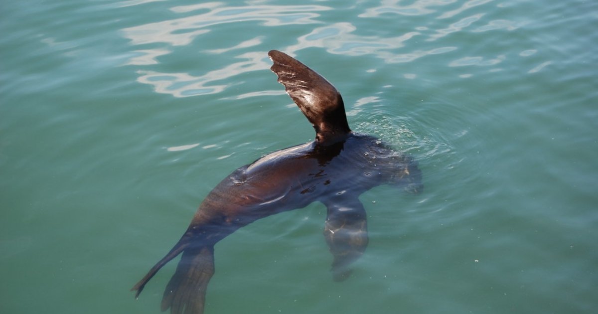 Top 20 Flippers Animals (With Pictures) [2026]