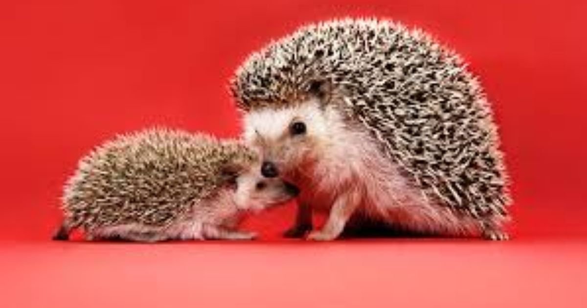 15 Weakest Animals on Earth You Won’t Believe Exist 2026