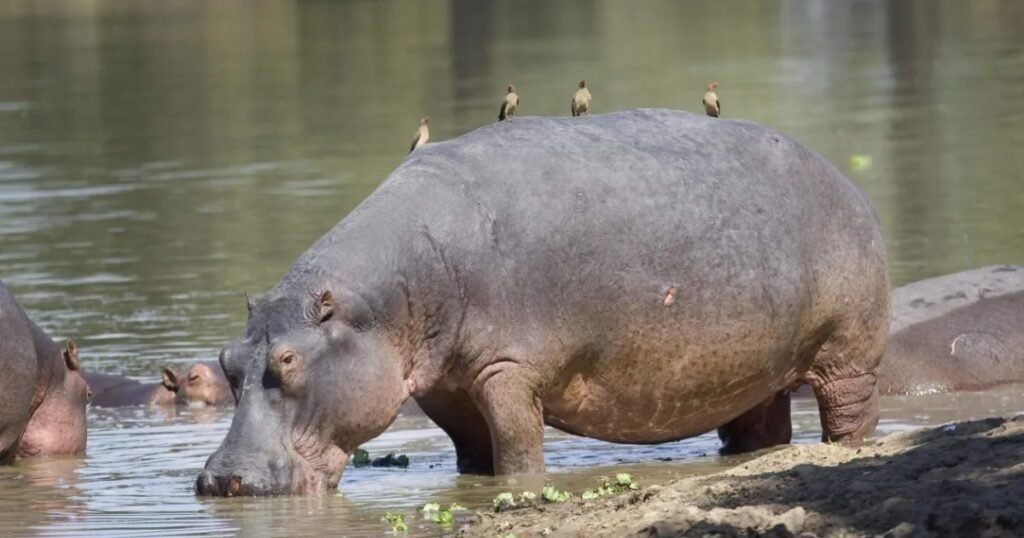 Top 17 Clumsy Animals in The World (With Pictures) 2026