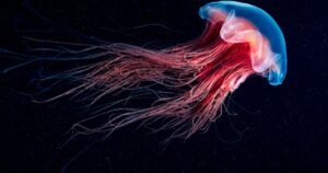 15 Weakest Animals on Earth You Won’t Believe Exist 2026