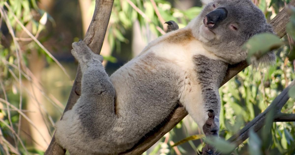 15 Weakest Animals on Earth You Won’t Believe Exist 2026