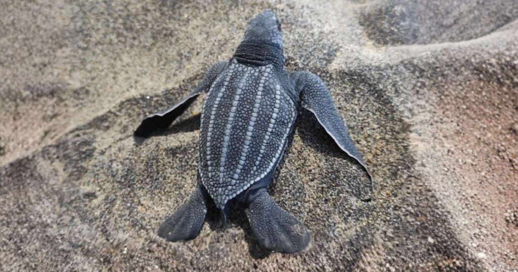 Top 20 Flippers Animals (With Pictures) [2026]