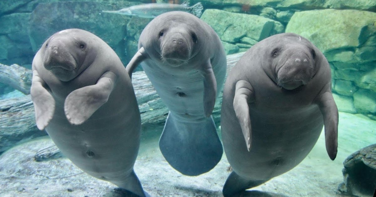 Top 17 Clumsy Animals in The World (With Pictures) 2026