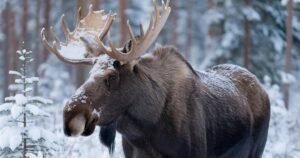 Top 17 Clumsy Animals in The World (With Pictures) 2026