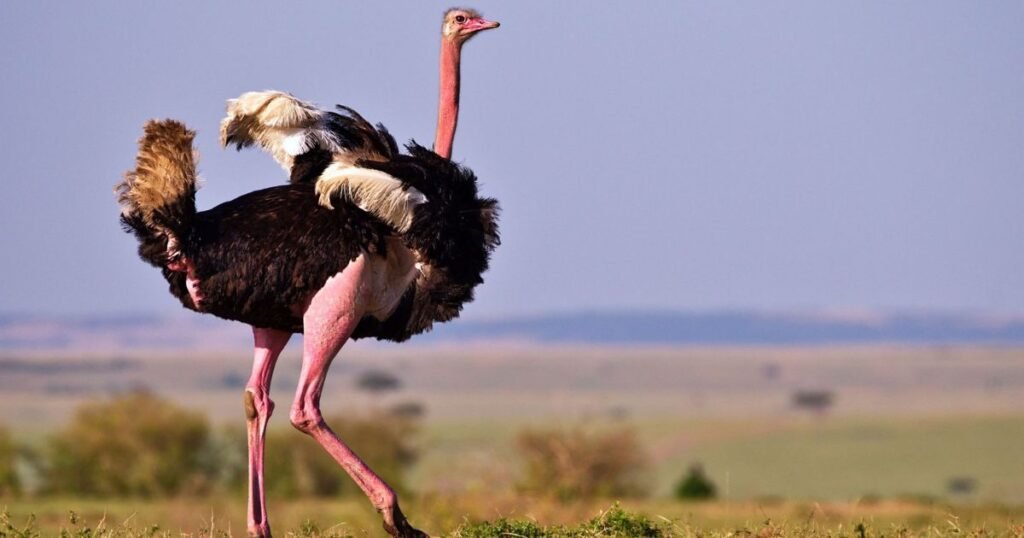 Top 17 Clumsy Animals in The World (With Pictures) 2026
