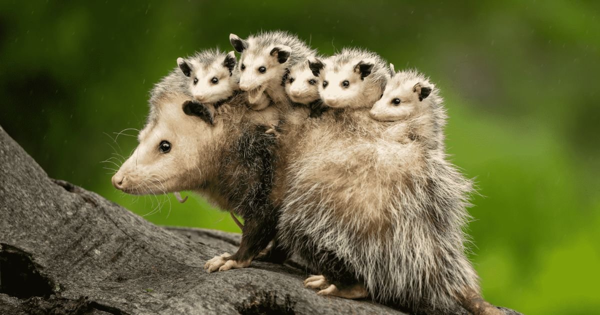 15 Weakest Animals on Earth You Won’t Believe Exist 2026