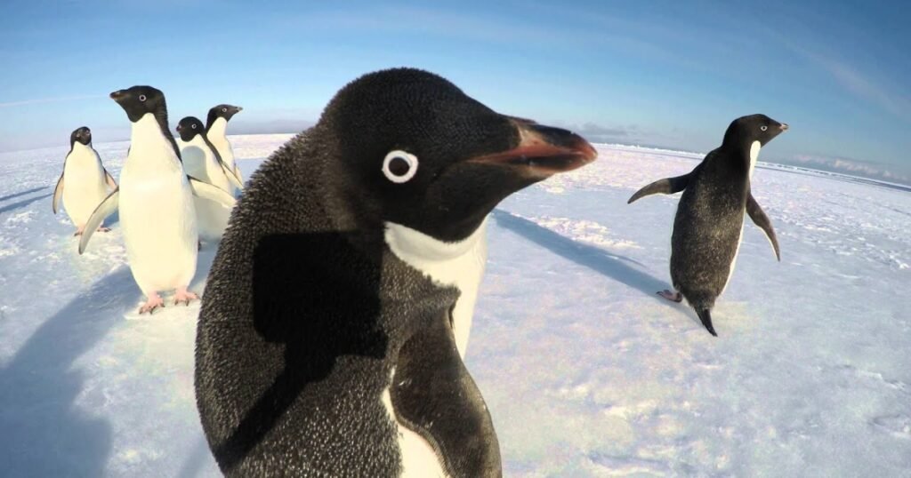 Top 17 Clumsy Animals in The World (With Pictures) 2026