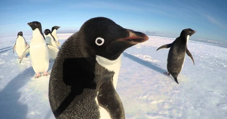Top 17 Clumsy Animals in The World (With Pictures) 2026