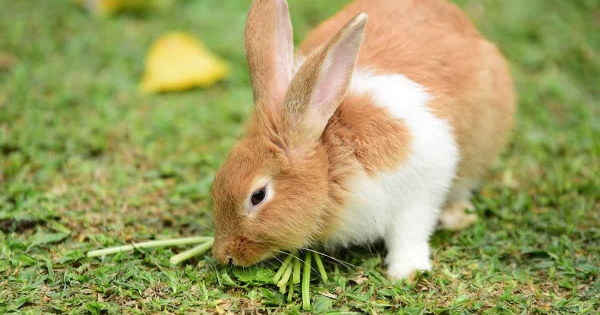 15 Weakest Animals on Earth You Won’t Believe Exist 2026