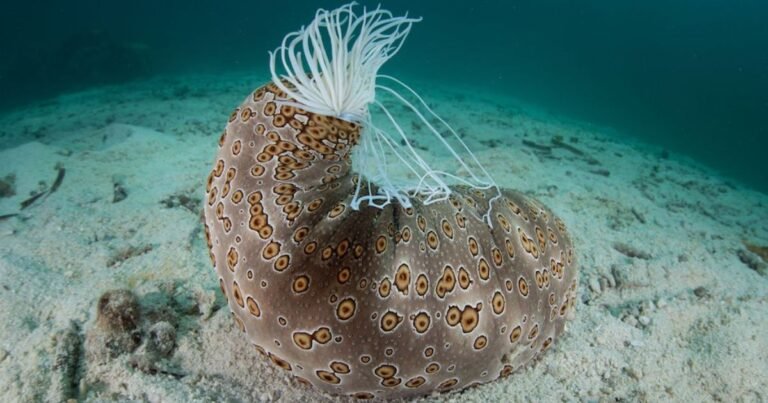 15 Weakest Animals on Earth You Won’t Believe Exist 2026