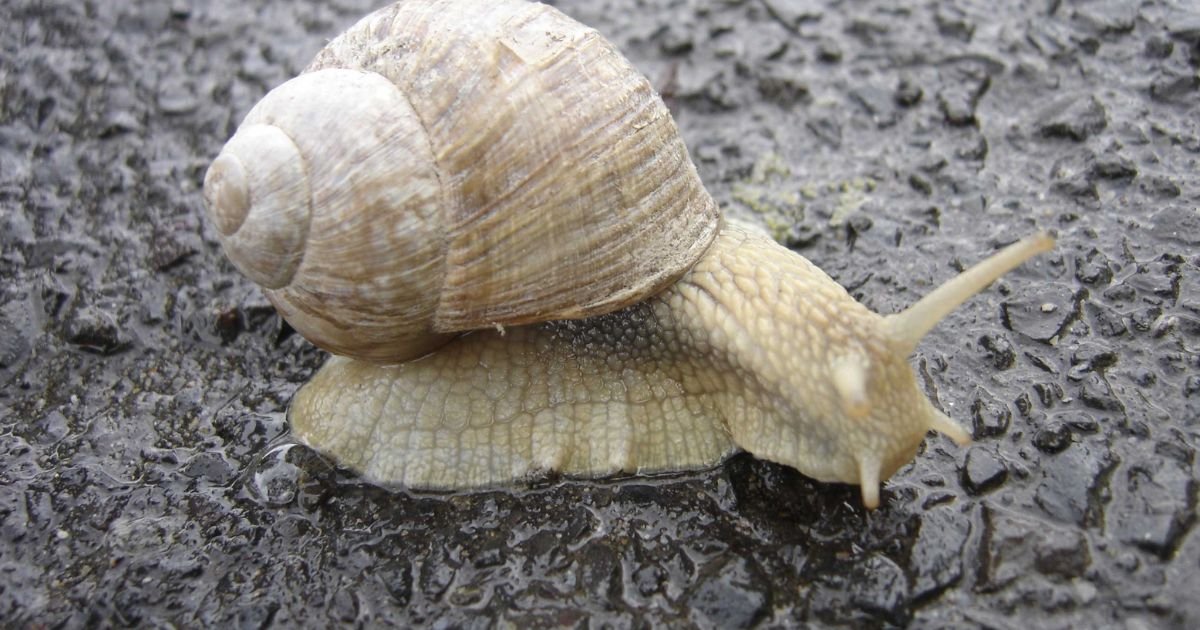 15 Weakest Animals on Earth You Won’t Believe Exist 2026