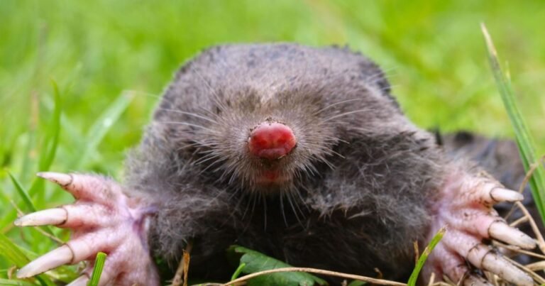 15 Weakest Animals on Earth You Won’t Believe Exist 2026