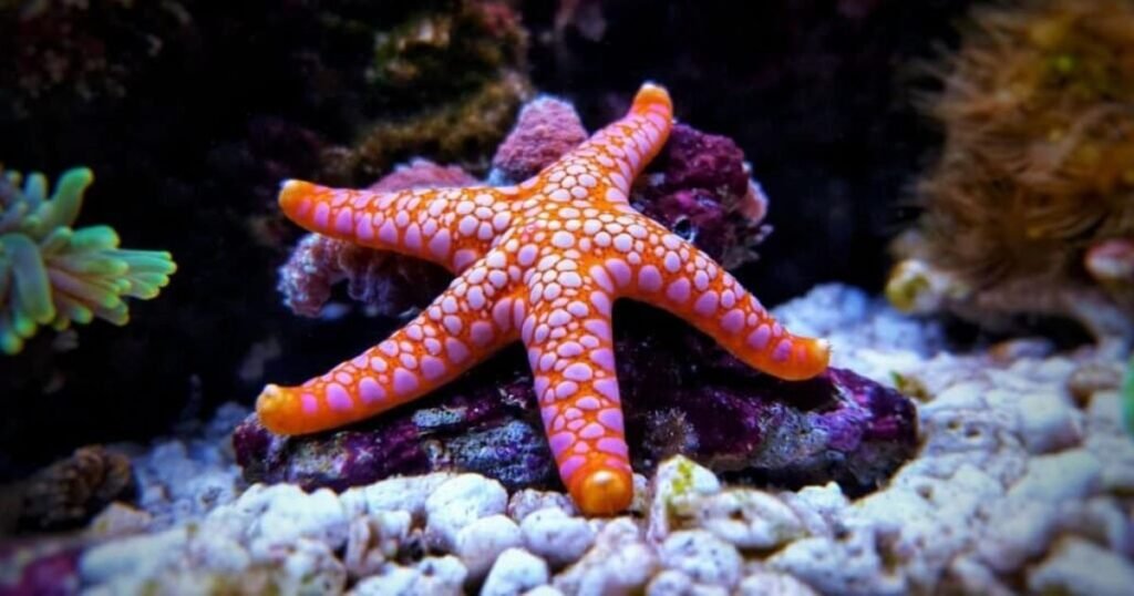 15 Weakest Animals on Earth You Won’t Believe Exist 2026