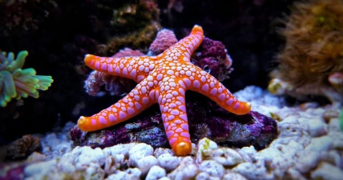 15 Weakest Animals on Earth You Won’t Believe Exist 2026
