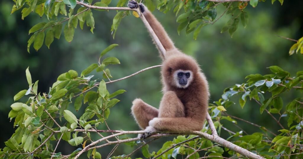 Top 10 Animals Without Tails (With Photos) (2026)