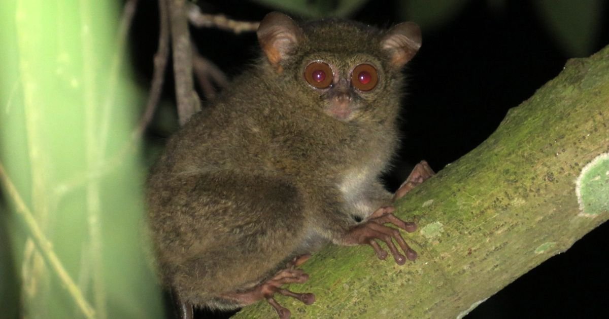 15 Weakest Animals on Earth You Won’t Believe Exist 2026
