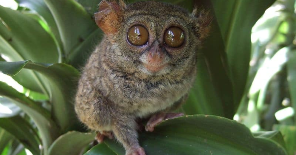 15 Weakest Animals on Earth You Won’t Believe Exist 2026