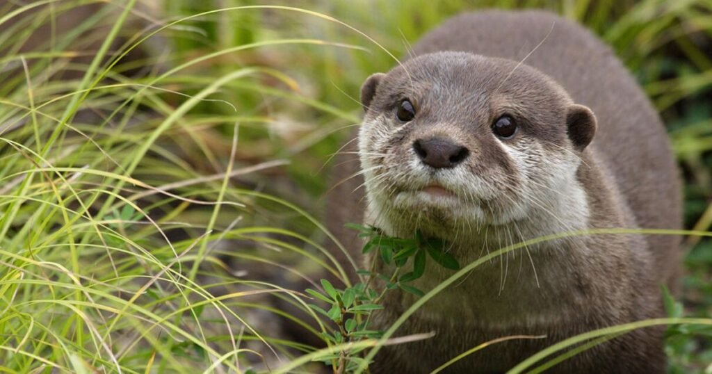Top 15 Animals With Small Ears(Images Included) ( 2026)