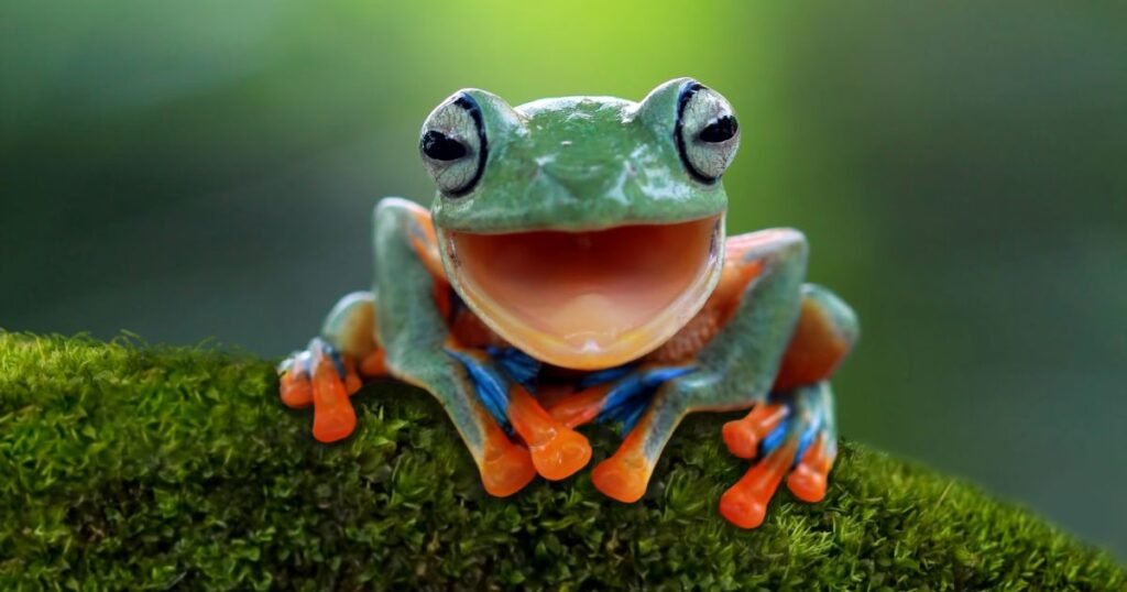 15 Weakest Animals on Earth You Won’t Believe Exist 2026