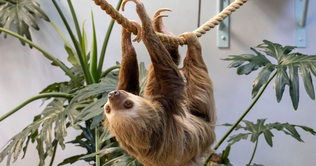 15 Weakest Animals on Earth You Won’t Believe Exist 2026