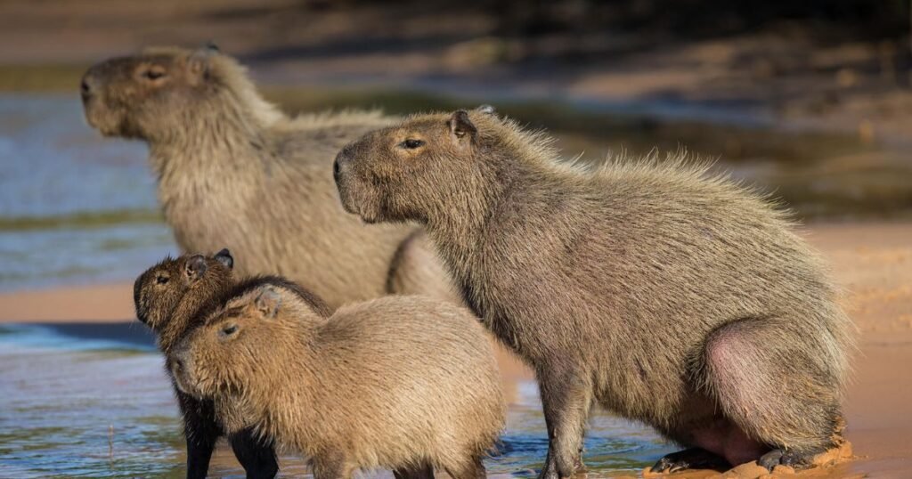 Explore Top 15 Animals That Live in Rivers (with Images)