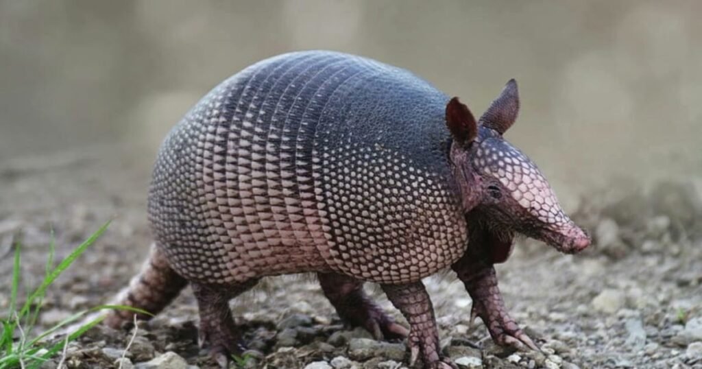 Top 17 Animals With Scales in World: Names, Facts & Pictures