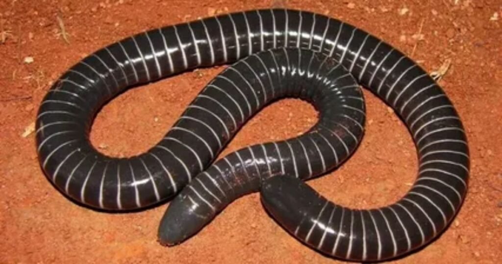 Top 17 Animals With Scales in World: Names, Facts & Pictures