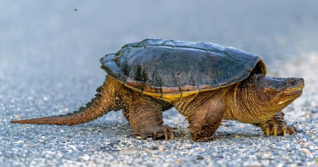 Top 12 Animals with Shells: Names, Facts, and Pictures 2026
